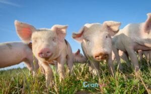 Napzin® de Pisa – Granvet